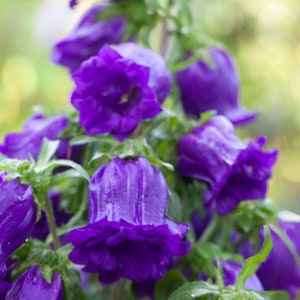Campanula Medium 'double Mix' (cup & Saucer) - Perennial - Bellflower ...