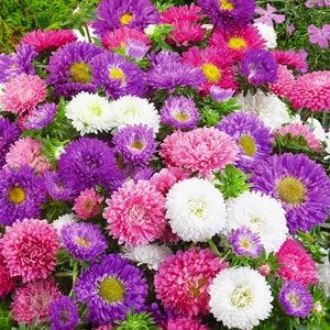 Aster Seeds (dwarf) - Colour Carpet Mix - Cold Resistant - Clumping ...