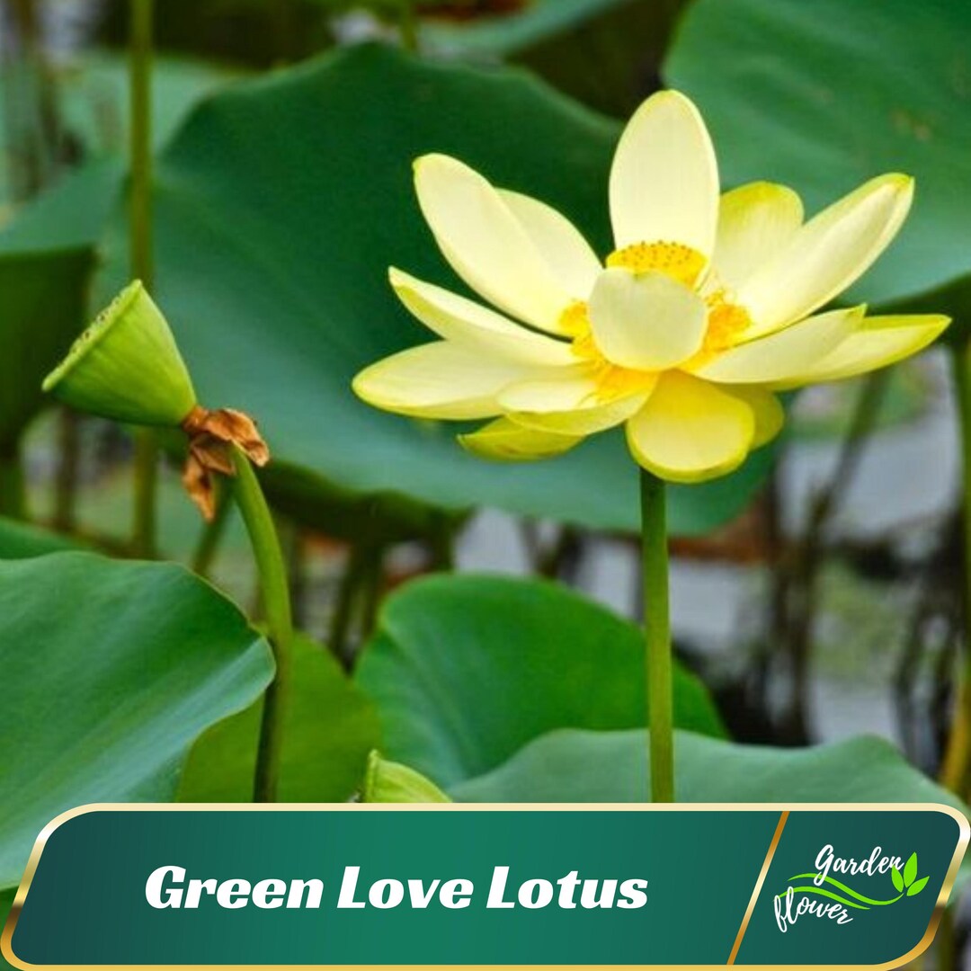 5 Green Love Lotus Seeds - Indian Lotus (nelumbo Nucifera) - Perennial ...