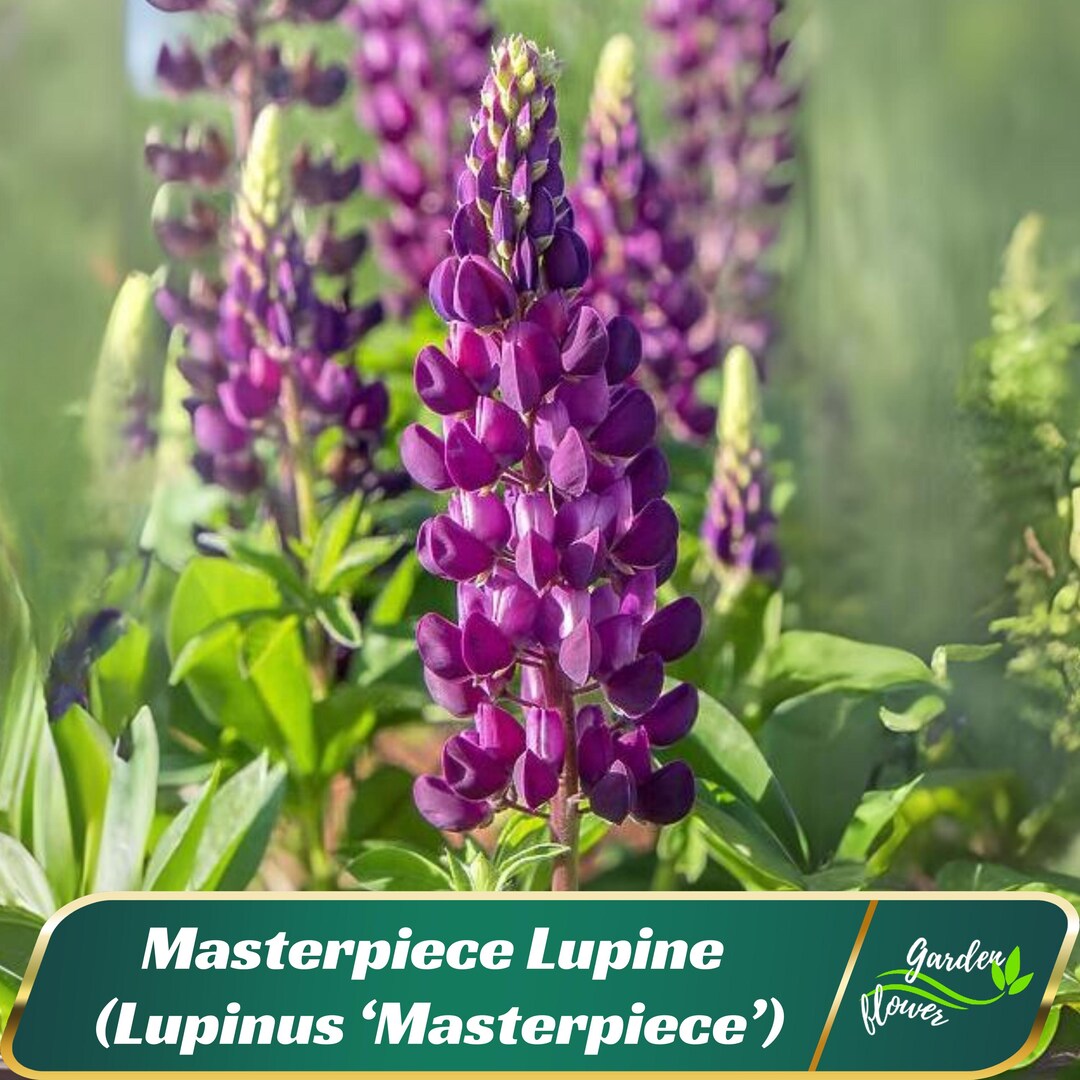 Lupinus ‘masterpiece’ (lupine) - Authentic Seeds ~ GMO Free ~ Seeds ...