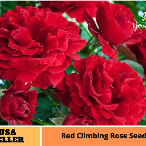 25 Rare Seed Red Rose Seeds-perennial authentic - Etsy