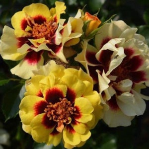 25 Rare Seeds Sunset Babylon Rose Seeds Perennial Authentic Rose Flower ...