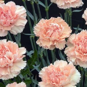 Peach Carnations - Dianthus - Authentic Seeds - Cold Resistant ...