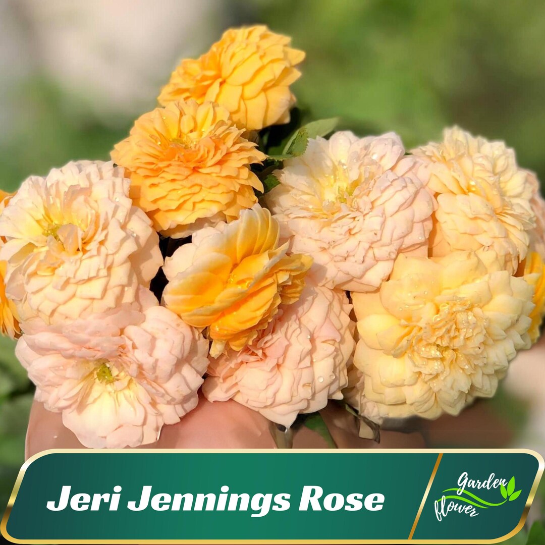 25+ Rare Seeds| Jeri Jennings Rose Seeds - Perennial - Authentic - Open ...