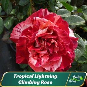 25 Rare Seeds Tropical Lightning Climbing Rose Seeds Perennial ...