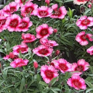 Diana Crimson Picotee Carnations - Dianthus - Authentic Seeds - Cold ...