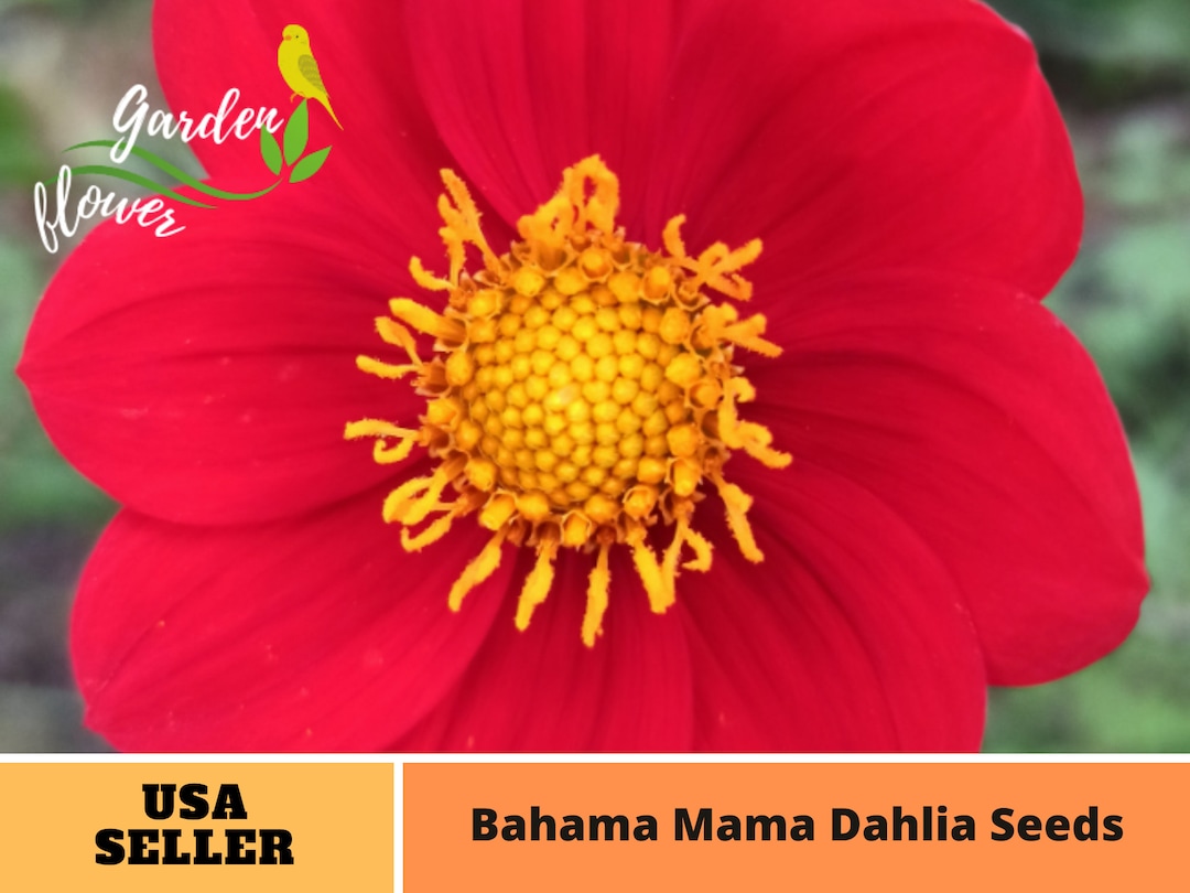 Baby Red Dahlia Seeds perennial authentic Seeds-flowers organic. Non ...