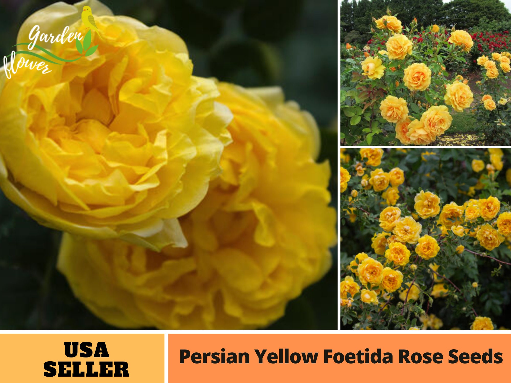 25 New Rare Seeds Persian Rose Seeds-perennial authentic - Etsy