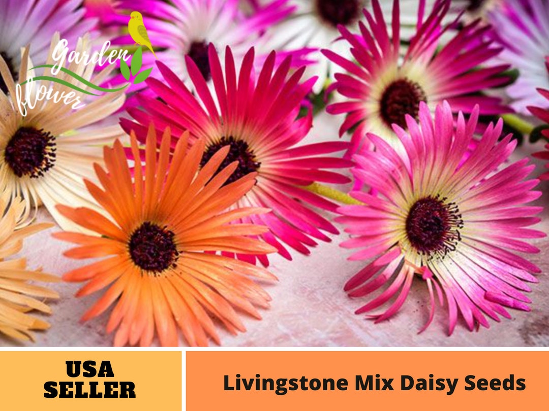 Livingstone Mix Daisy Seeds-authentic Seeds-flowers-seeds-rose Seeds ...