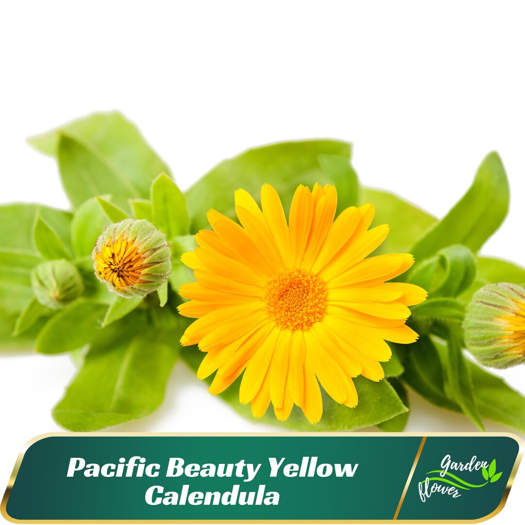 50 Seeds| Pacific Beauty Yellow Calendula Seeds - Authentic Seeds ...