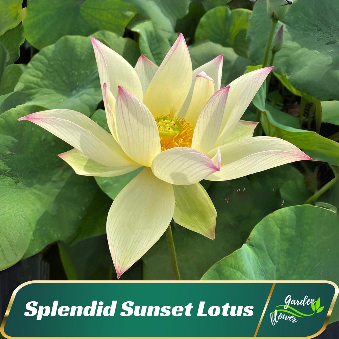 5 Splendid Sunset Lotus Seeds - Indian Lotus (nelumbo Nucifera ...