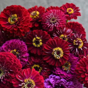 Zinnia ‘benary’s Giant Deep Red’ - Zinnia Elegans - Authentic Seeds ...