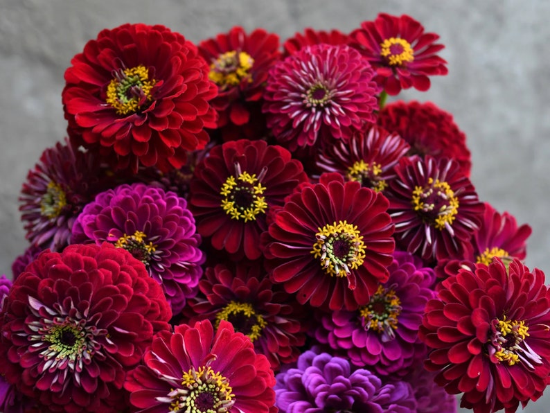 Zinnia ‘benary’s Giant Deep Red’ - Zinnia Elegans - Authentic Seeds ...