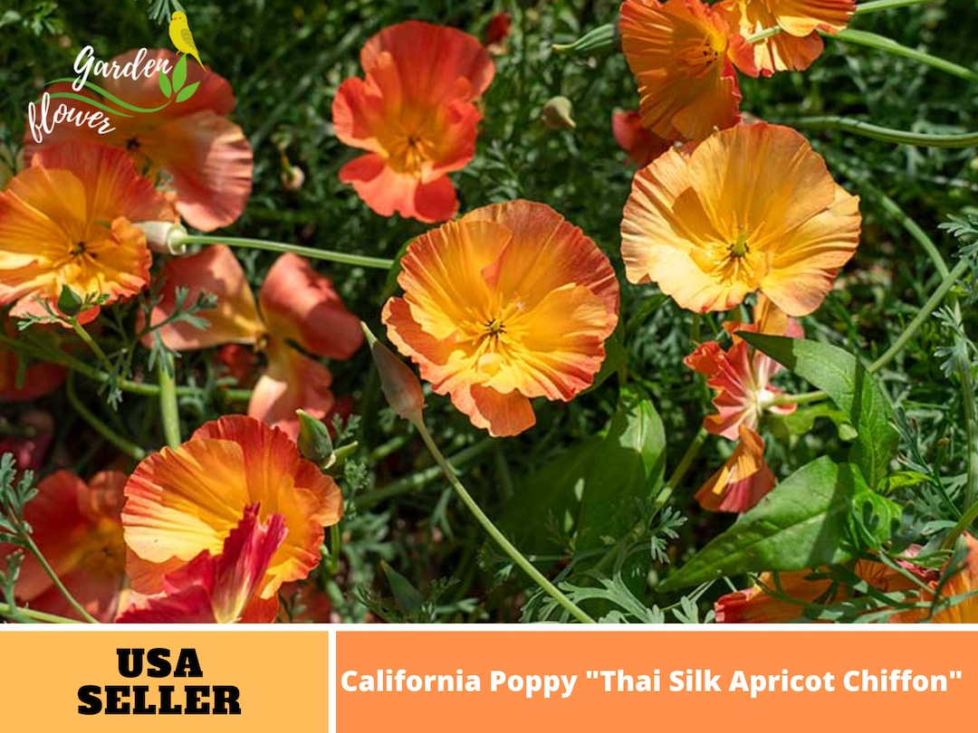 California Poppy thai Silk Apricot Chiffon Authentic Seeds GMO Free ...