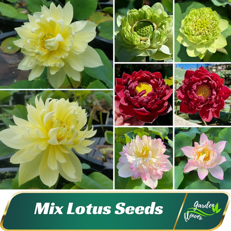 5+ Rare Seeds| Mix Lotus Seeds - Indian Lotus (nelumbo Nucifera ...