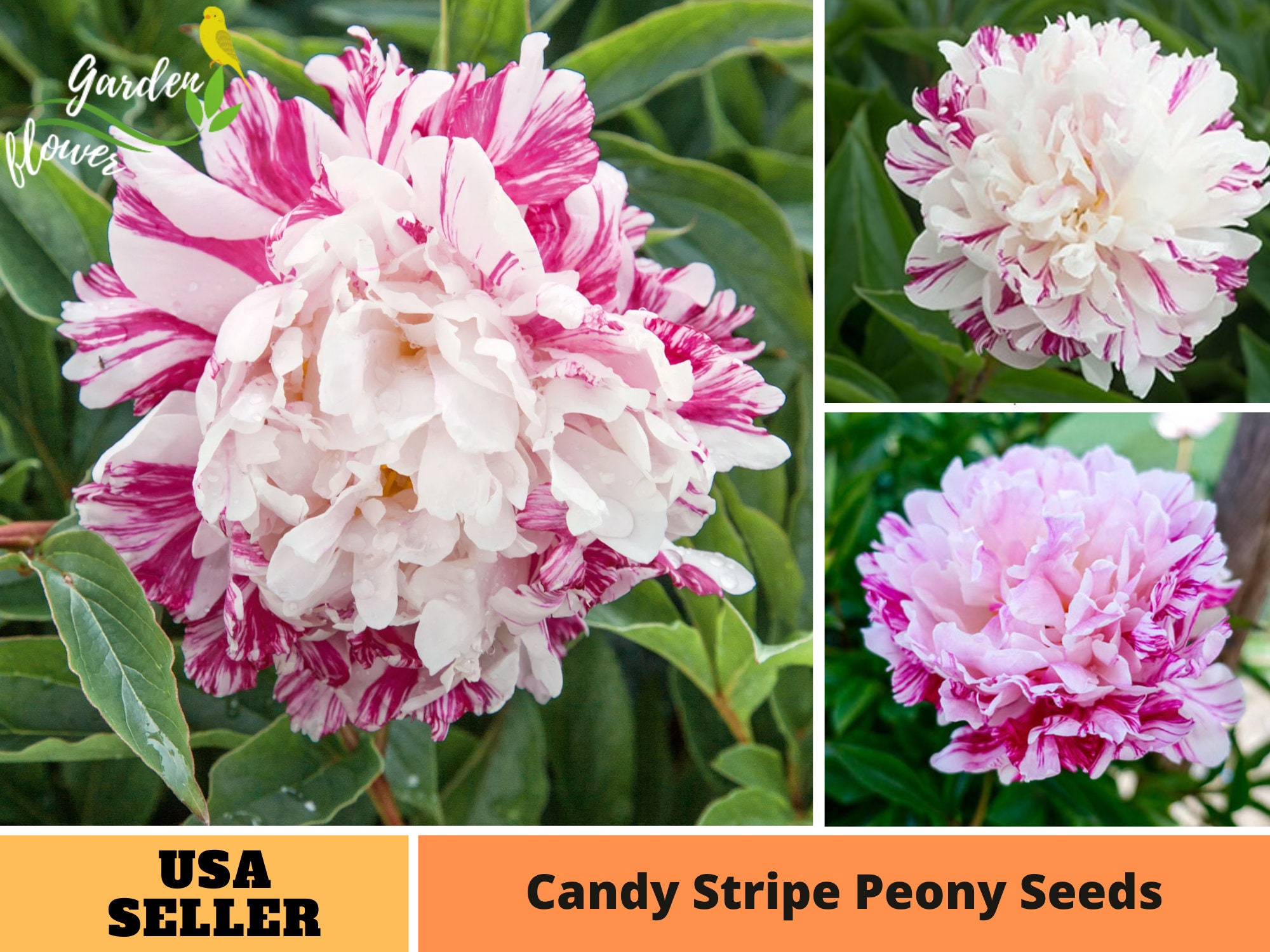 10 Rare Seeds Candy Stripe Peony Seeds perennial authentic - Etsy