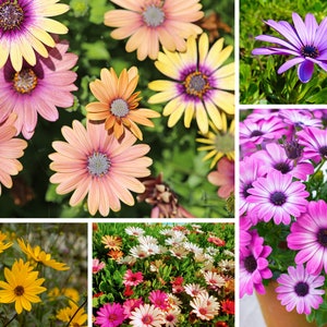 Africa Daisy Mix Seeds Buy 3 Get 1 Free N002 - Etsy