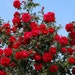 25 Rare Seed Red Climbing Rose Seeds-perennial authentic - Etsy