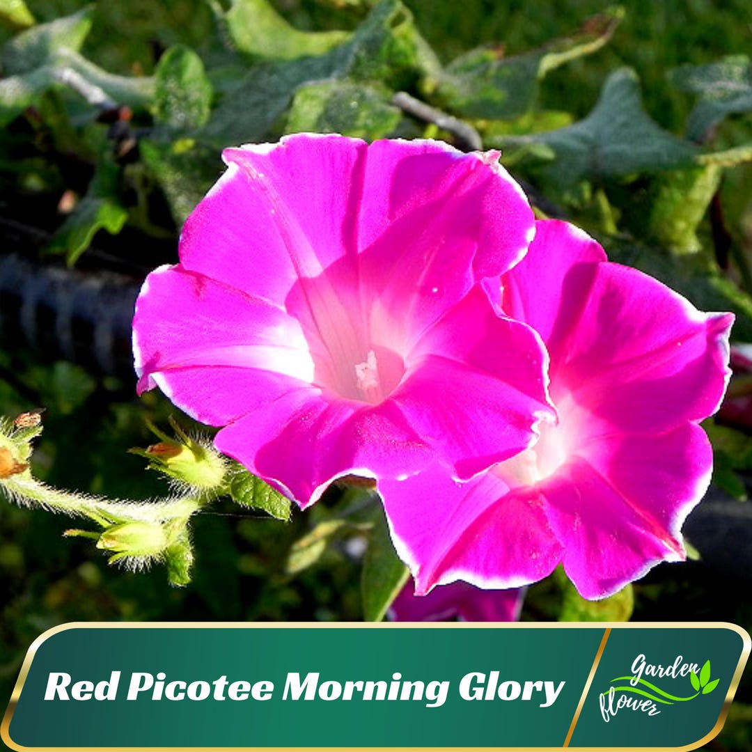 Red Picotee Morning Glory Seeds - Vine Seeds - Authentic Seeds - Flower ...