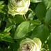25 Rare Seed Bright Green Rose Seeds perennial authentic - Etsy