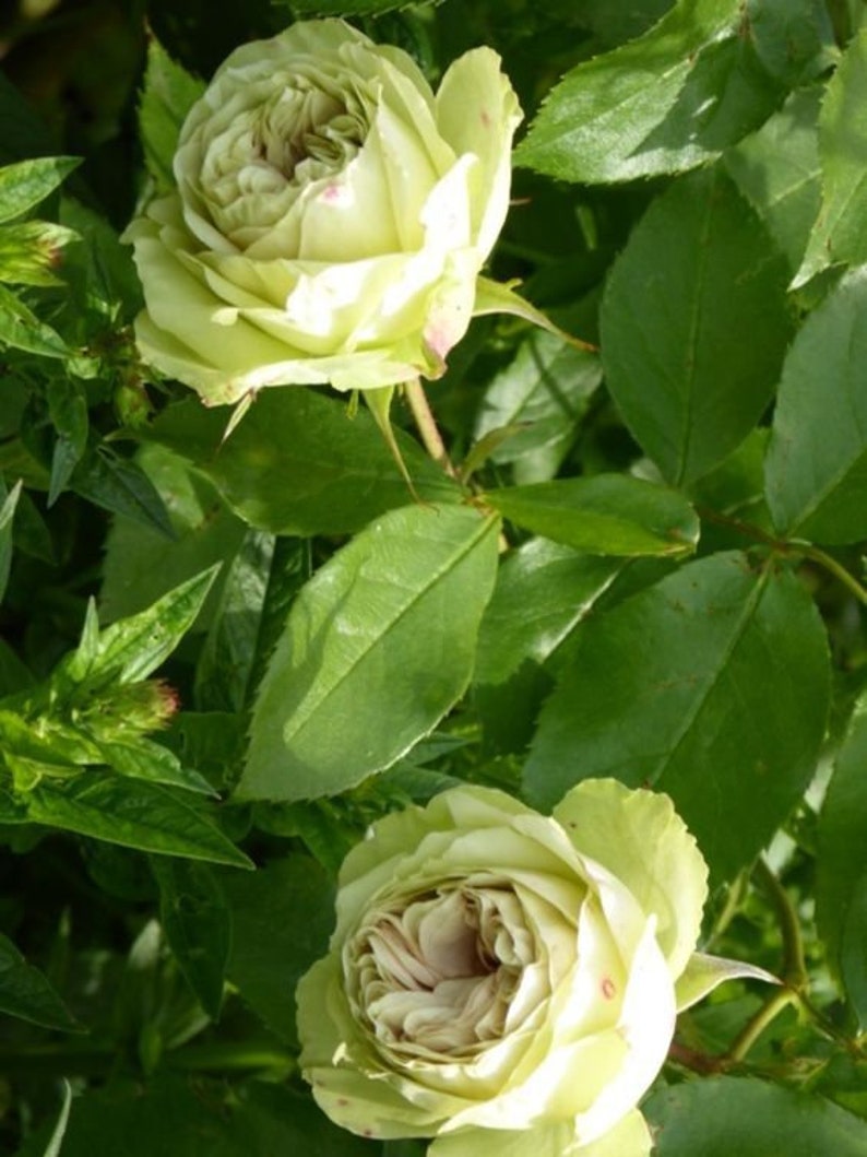 25 Rare Seed Bright Green Rose Seeds perennial authentic - Etsy