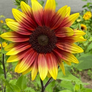 25+ Seeds| Yellow Brown Magic Roundabout Sunflower Seeds-perennial ...