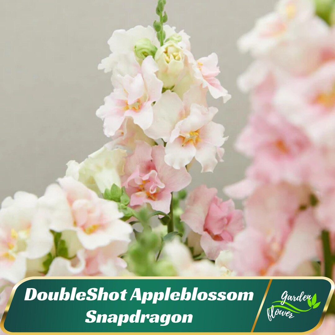 Doubleshot Appleblossom Snapdragon Seeds – Soft Pink Double Blooms ...