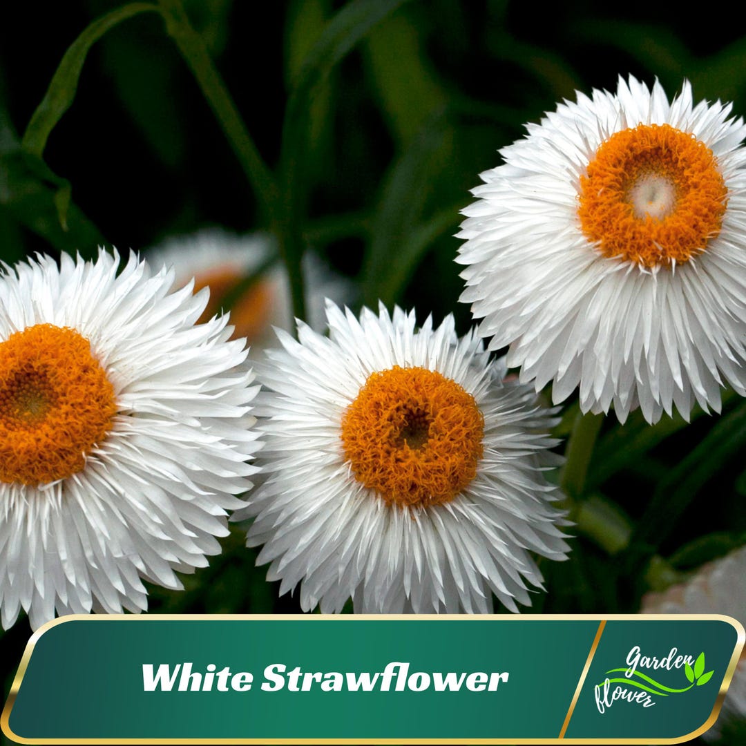 White Strawseeds - Golden Everlasting - Authentic Seeds - Drought ...