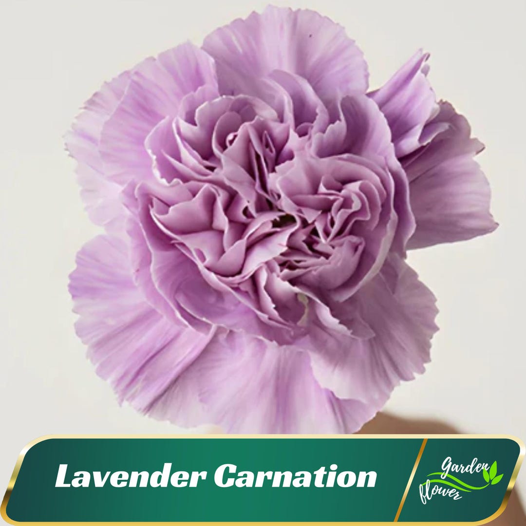Lavender Light Purple Carnations - Dianthus - Authentic Seeds - Cold ...