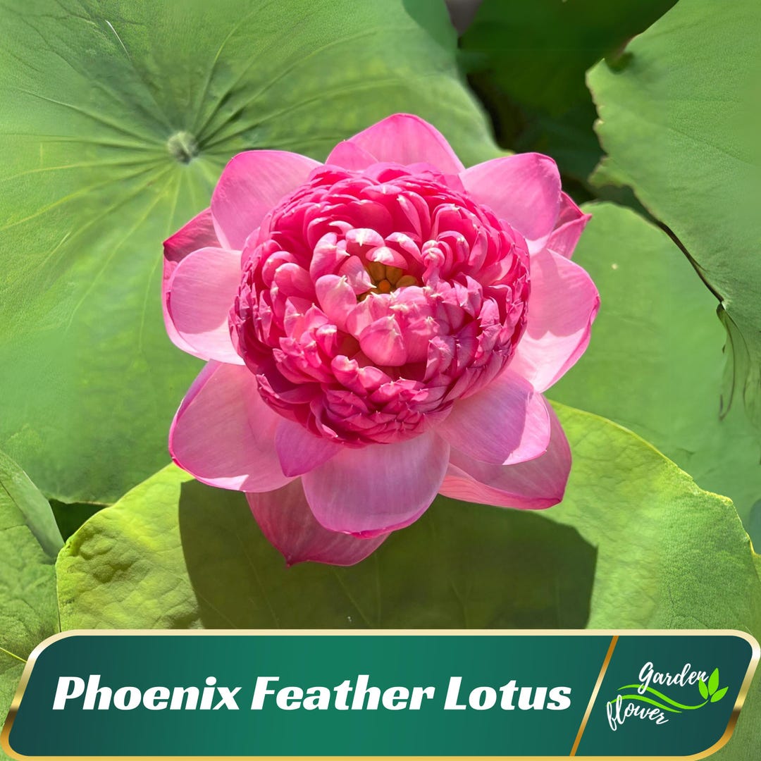 5 Phoenix Feather Lotus Seeds - Indian Lotus (nelumbo Nucifera ...