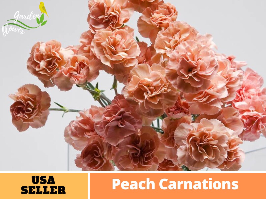 Peach Carnations Dianthus Authentic Seeds Cold Resistant Drought ...
