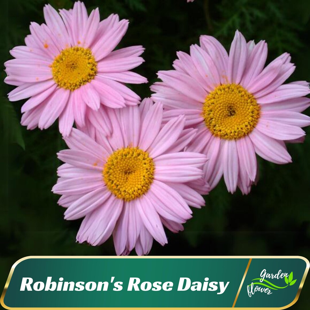 Robinson's Rose Daisy Seeds - Authentic Seeds - Cold Resistant - Self ...