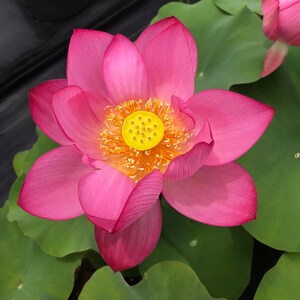 5 Brilliant Red Raging Fire Lotus Seeds - Indian Lotus (nelumbo ...