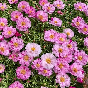 Moss Rose Seeds - Peppermint - Authentic Seeds ~ GMO Free ~ Seeds ...