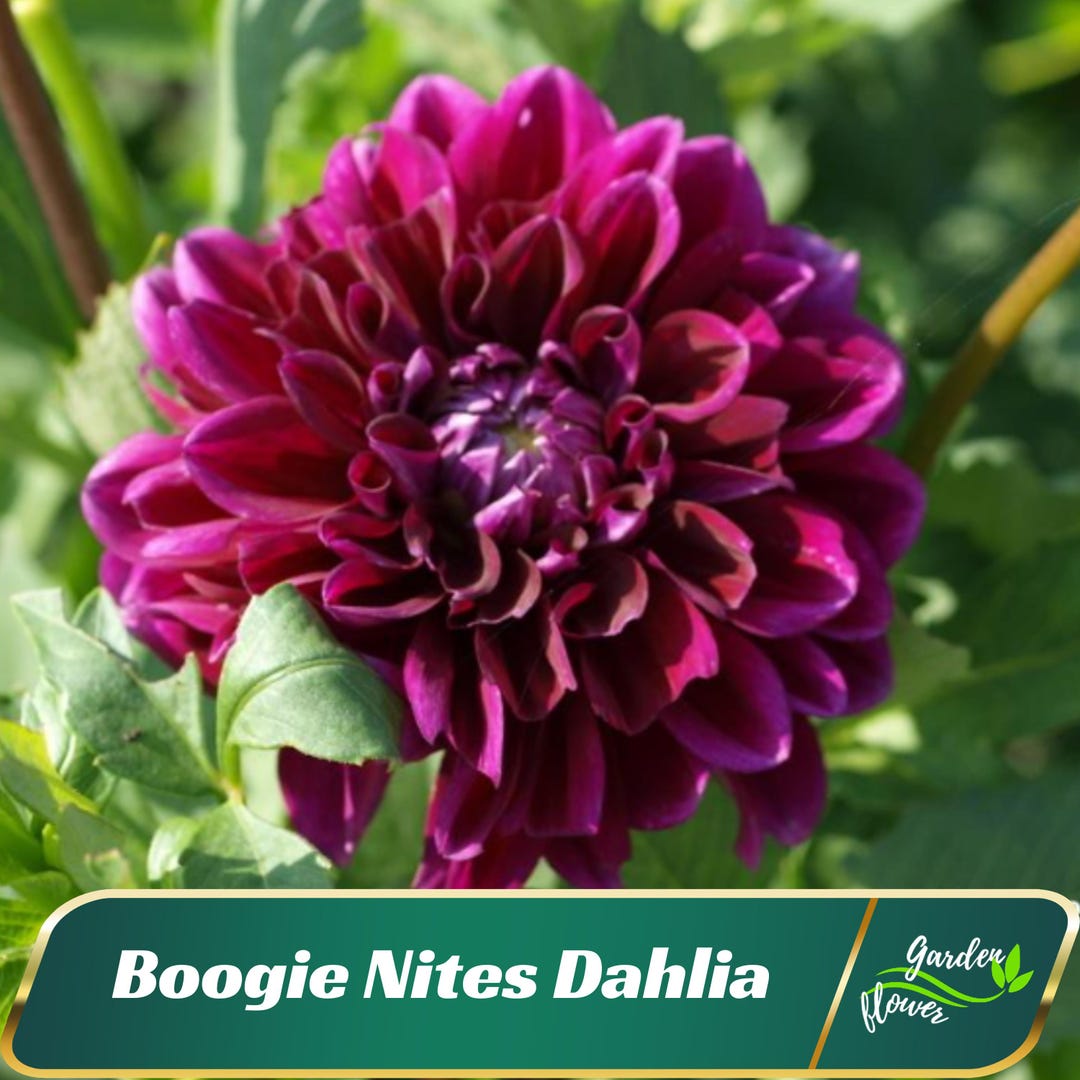 Pink Boogie Nites Dahlia Flower Seeds - Perennial - Fast Growing ...