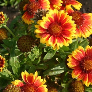 Gaillardia X Grandiflora 'arizona Sun' Perennial Cold Resistant Fast ...