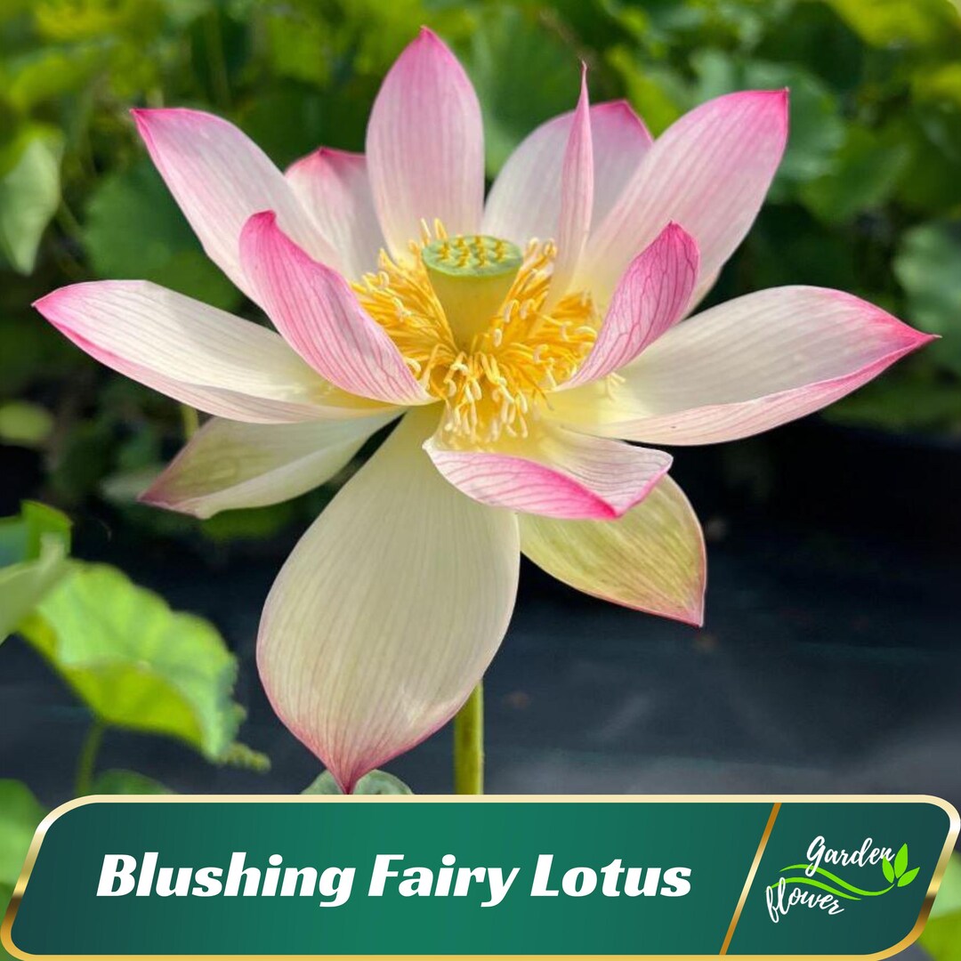 5 Blushing Fairy Lotus Seeds - Indian Lotus (nelumbo Nucifera ...