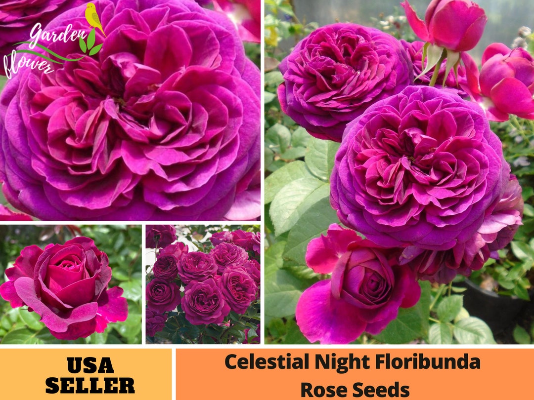 25 Rare Seeds Purple Celestial Night Floribunda Flower Rose Seeds ...