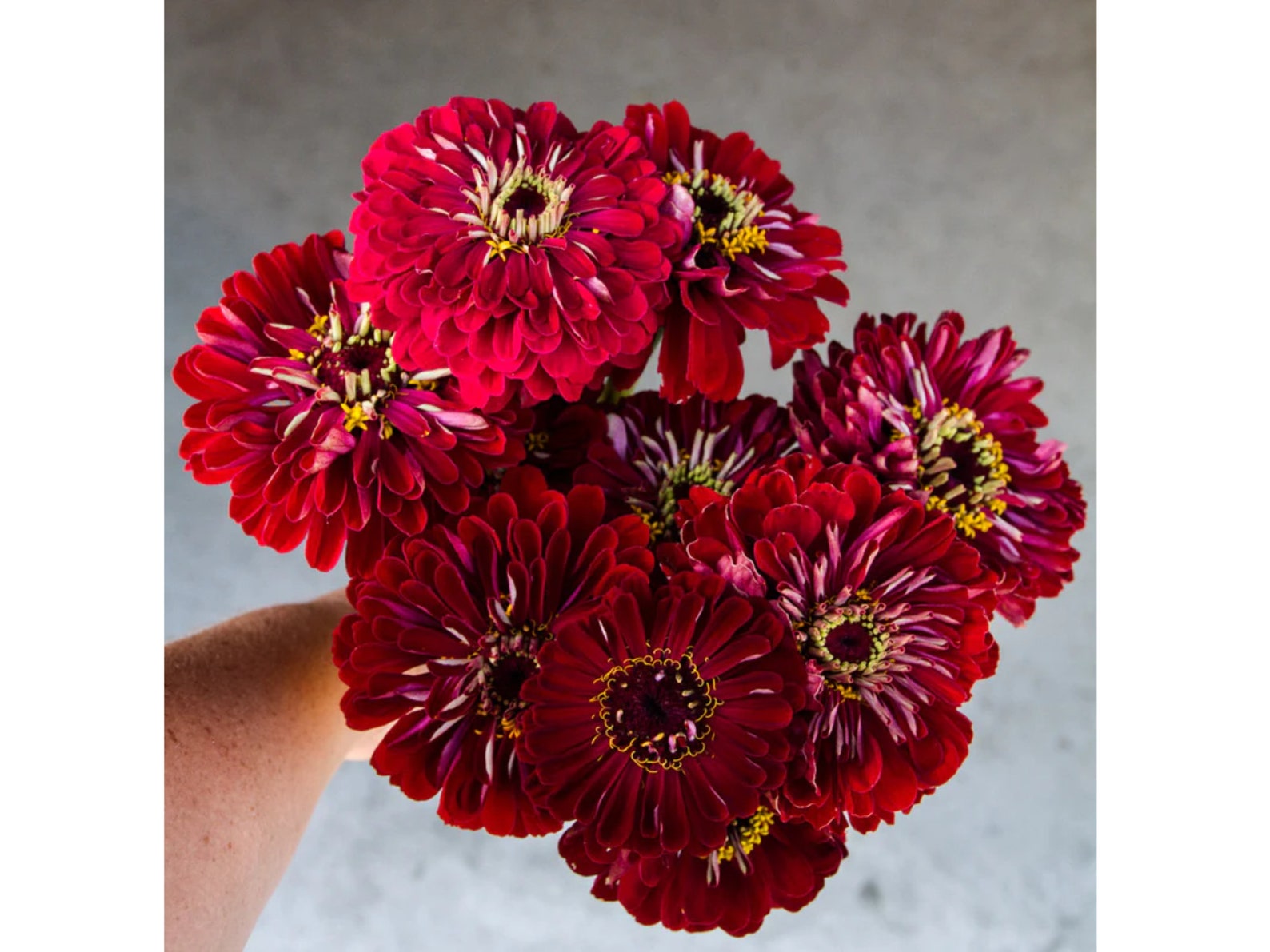 Zinnia ‘benary’s Giant Deep Red’ - Zinnia Elegans - Authentic Seeds ...