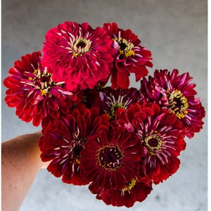 Zinnia ‘benary’s Giant Deep Red’ - Zinnia Elegans - Authentic Seeds ...