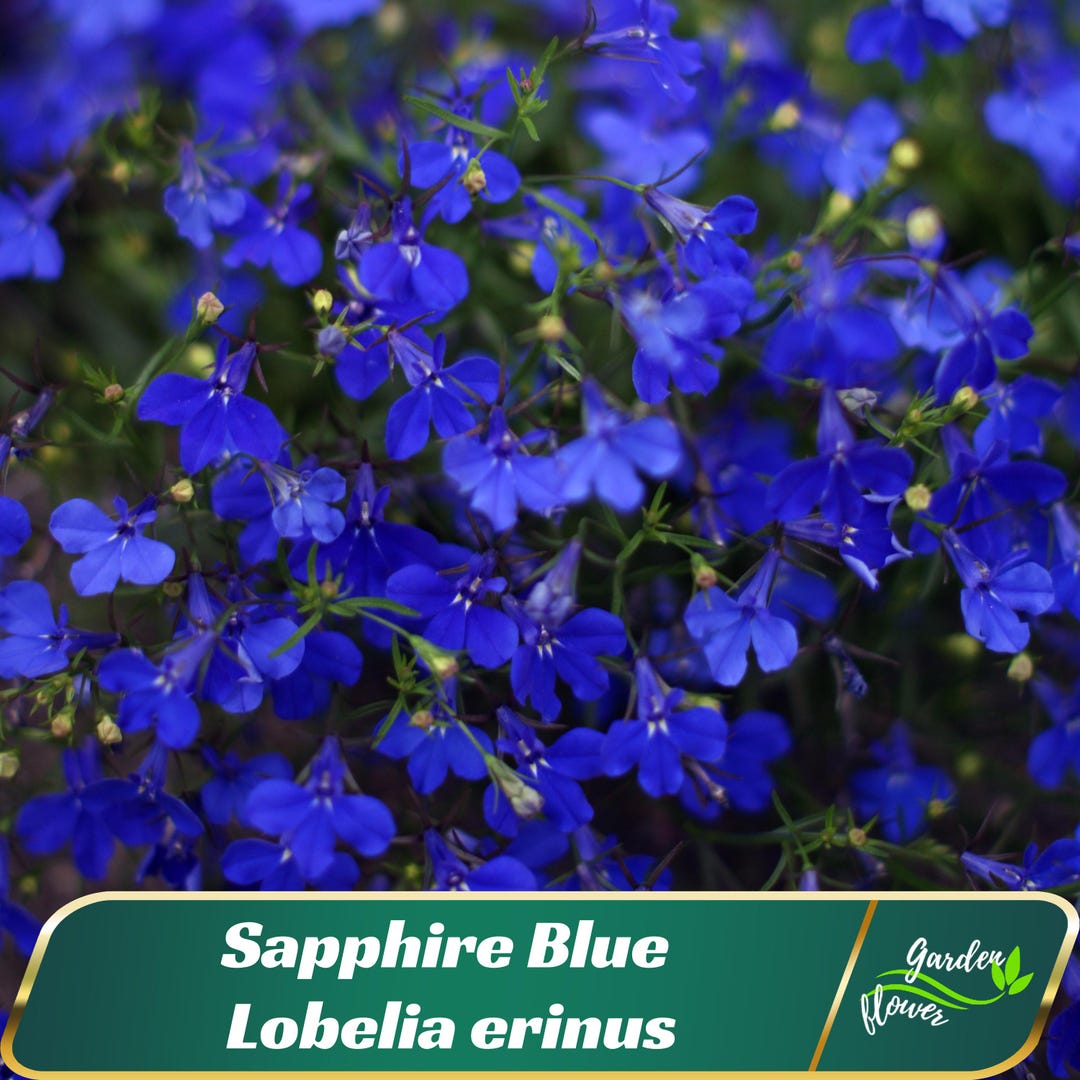 30s| Regatta Midnight Blue Lobelia Erinus Seeds – Seeds for Hanging ...