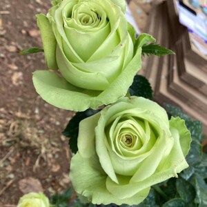 25+ Rare Seed | Bright Green Rose Seeds - Perennial - Authentic Seeds ...