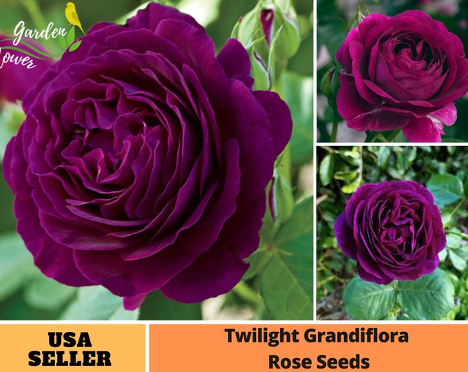 25 Rare Seeds Orange Intuition Rose Seeds A095 seeds - Etsy