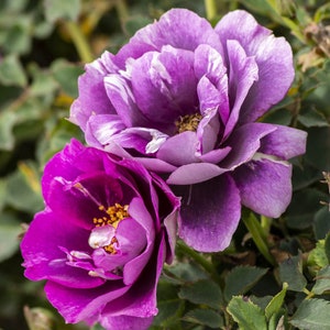 32+ Seeds| the Eyeconic Plum Lemonade Rose Seeds- Perennial - Authentic ...