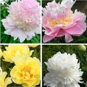 10+ Rare Seeds| Mix Peony Perennial Seeds - Perennial - Authentic Seeds ...