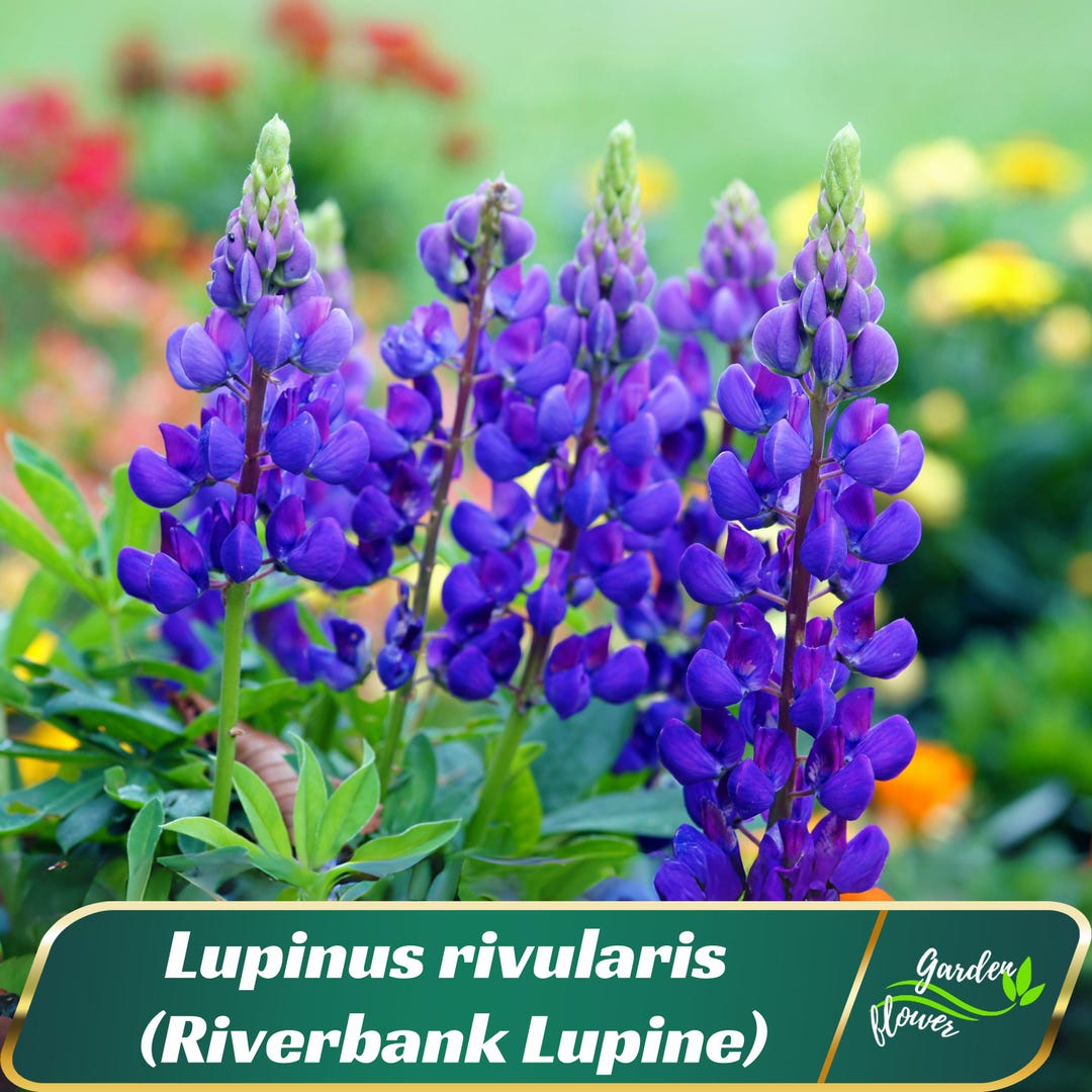 Lupinus Rivularis (riverbank Lupine) - Authentic Seeds ~ GMO Free ...