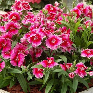 Diana Crimson Picotee Carnations - Dianthus - Authentic Seeds - Cold ...
