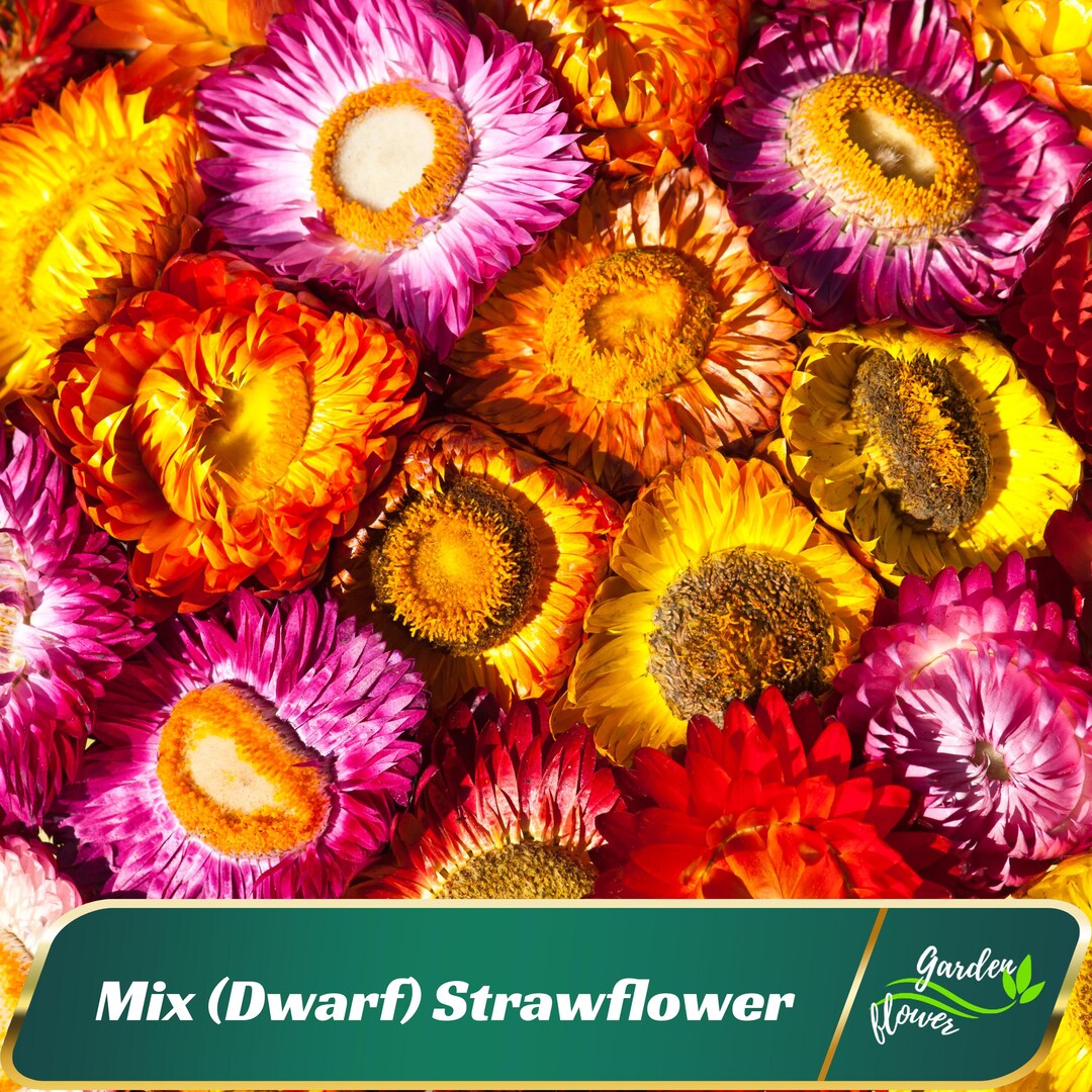 Tom Thumb Mix (dwarf) Strawseeds - Golden Everlasting - Authentic Seeds ...