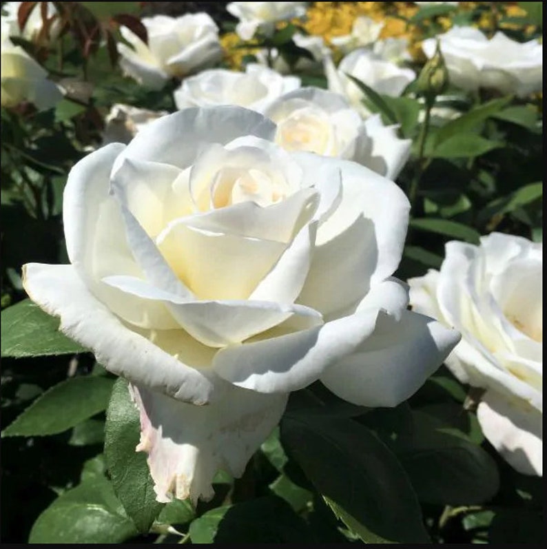 25 Rare Seeds Sugar Moon Rose Seeds Perennial authentic - Etsy