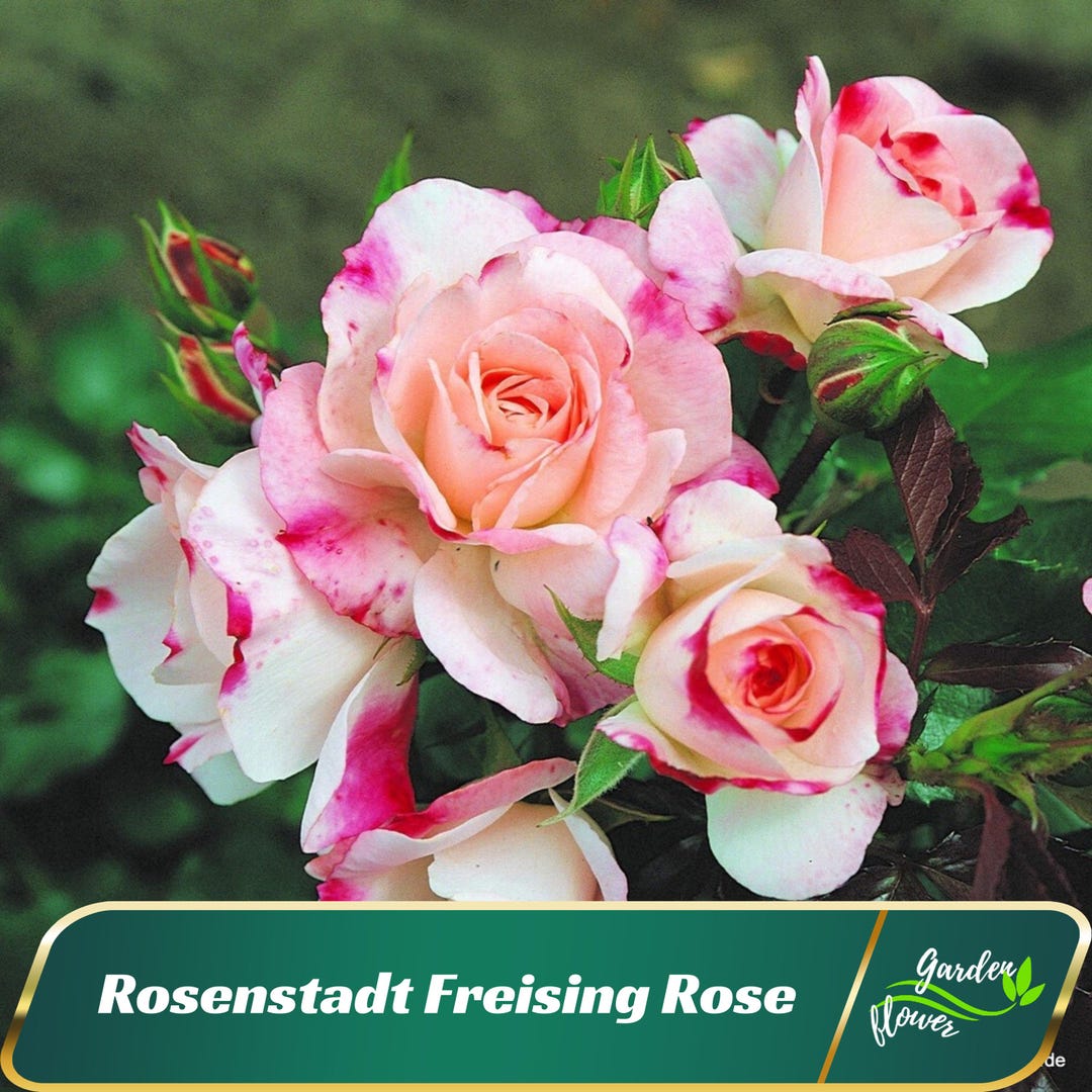 32+ Seeds| Rosenstadt Freising Rose Seeds- Perennial - Authentic Seeds ...